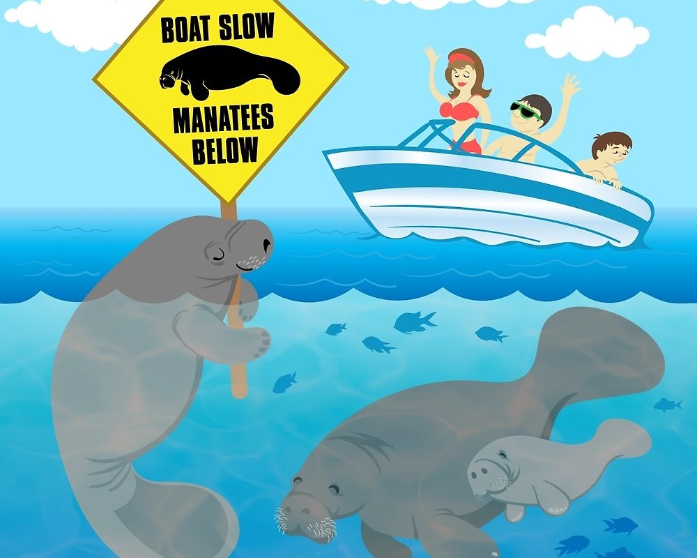 Boat slow, manatees below | Jax Examiner