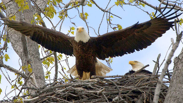 Bald Eagles love Florida | Jax Examiner