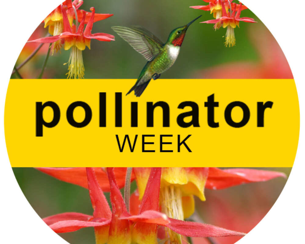 Happy Pollinator Week | Jax Examiner